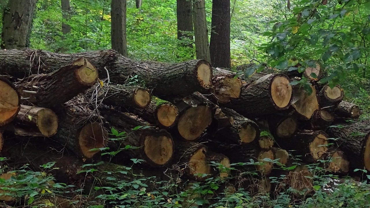 Bosque Forestal Naturaleza - Foto gratis en Pixabay - Pixabay