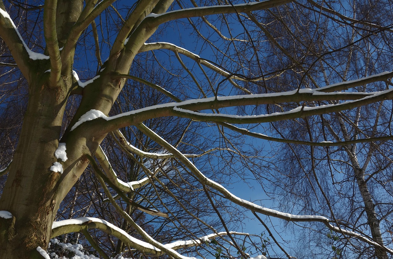 Hiver Arbre Branches - Photo gratuite sur Pixabay - Pixabay