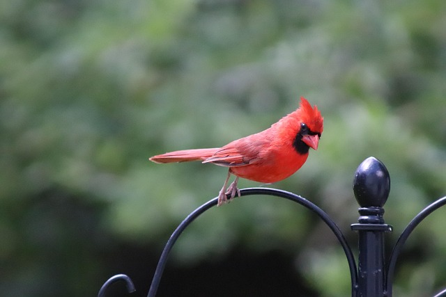 Northern Red Cardinal Male - Free photo on Pixabay