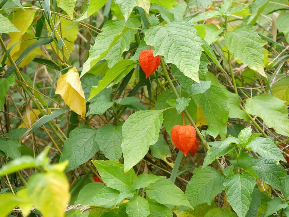 Fleur De Lampion Physalis La - Photo gratuite sur Pixabay - Pixabay