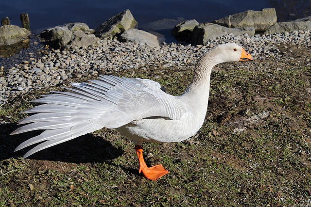 Gans Gefieder Vogel - Photo gratuite sur Pixabay - Pixabay