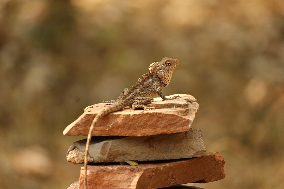 Lizard Animal Stones - Free photo on Pixabay - Pixabay