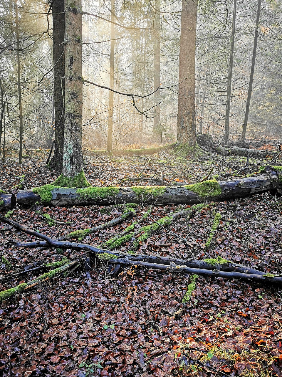 Nature Forêt Des Arbres - Photo gratuite sur Pixabay - Pixabay