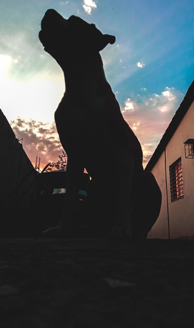 Anjing Instagram Langit - Foto gratis di Pixabay - Pixabay