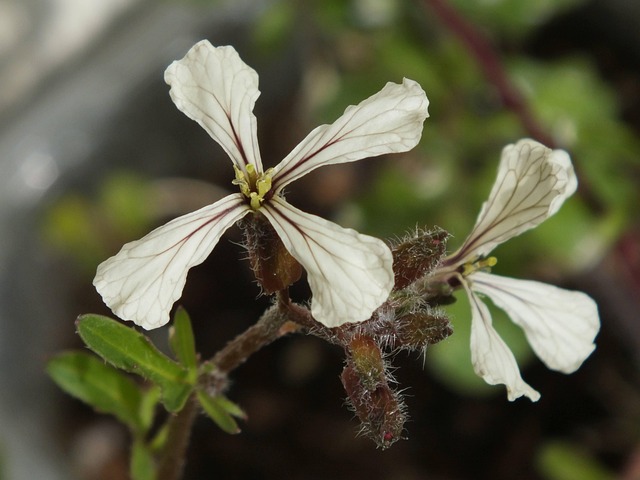 Aurugula Arugula Flower - Free photo on Pixabay - Pixabay