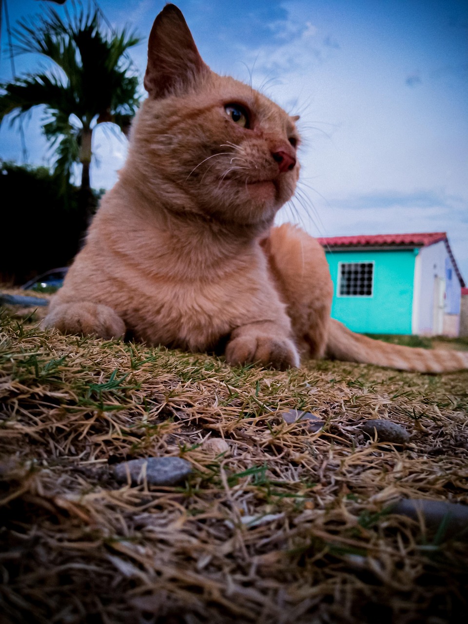 Cat Sky Mascot - Free photo on Pixabay - Pixabay