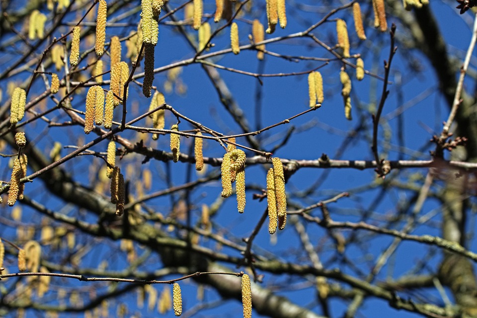Haselnussblüte Beginn Des - Kostenloses Foto auf Pixabay
