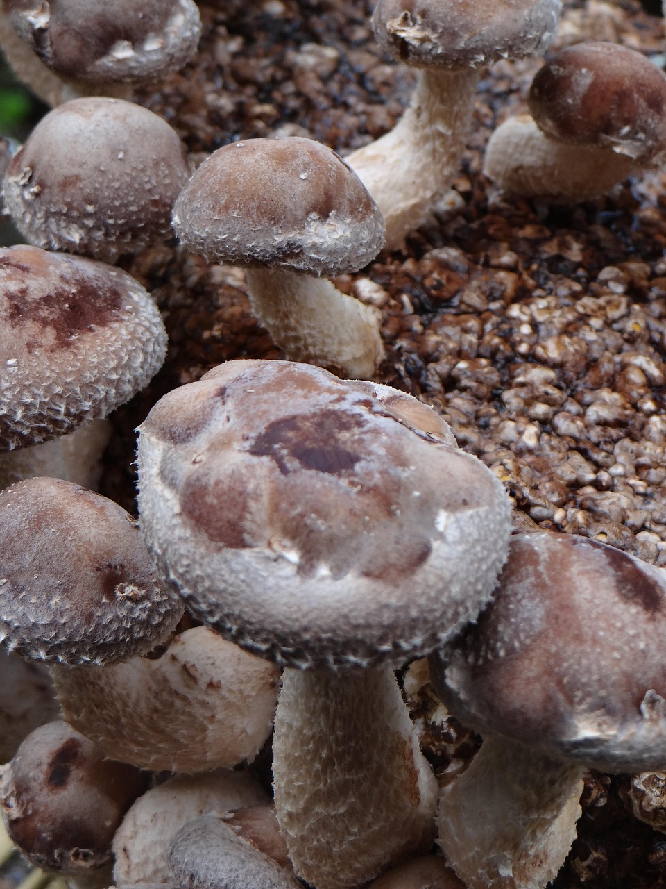 Mushroom Shiitake Nature - Free photo on Pixabay - Pixabay