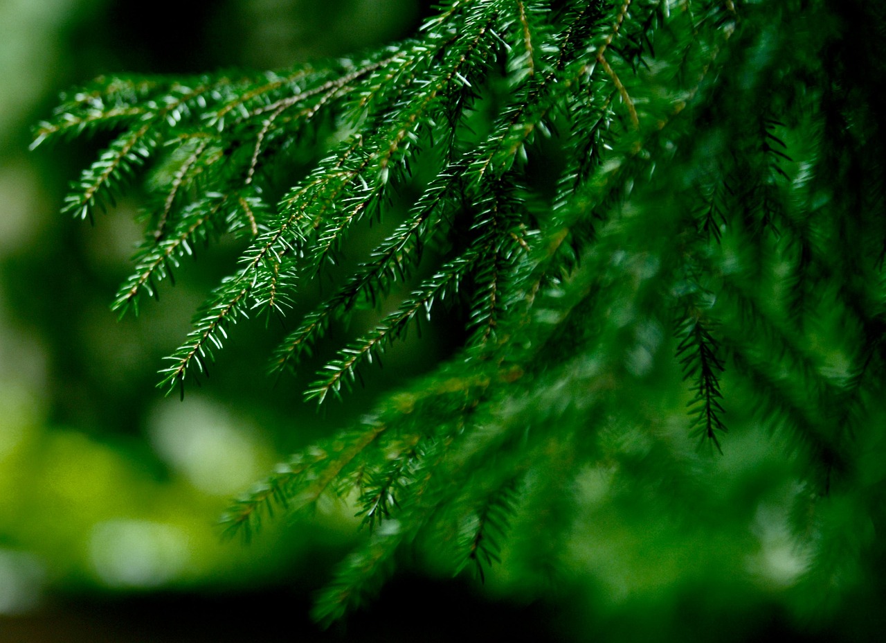 40+ Free Hemlock & Nature Images - Pixabay