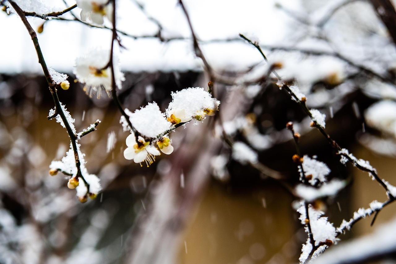Snow Match Winter - Free photo on Pixabay