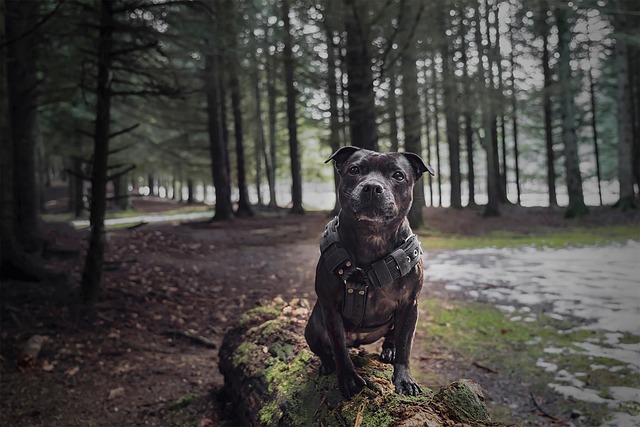 Staffordshire Bull Terrier Perro - Foto gratis en Pixabay
