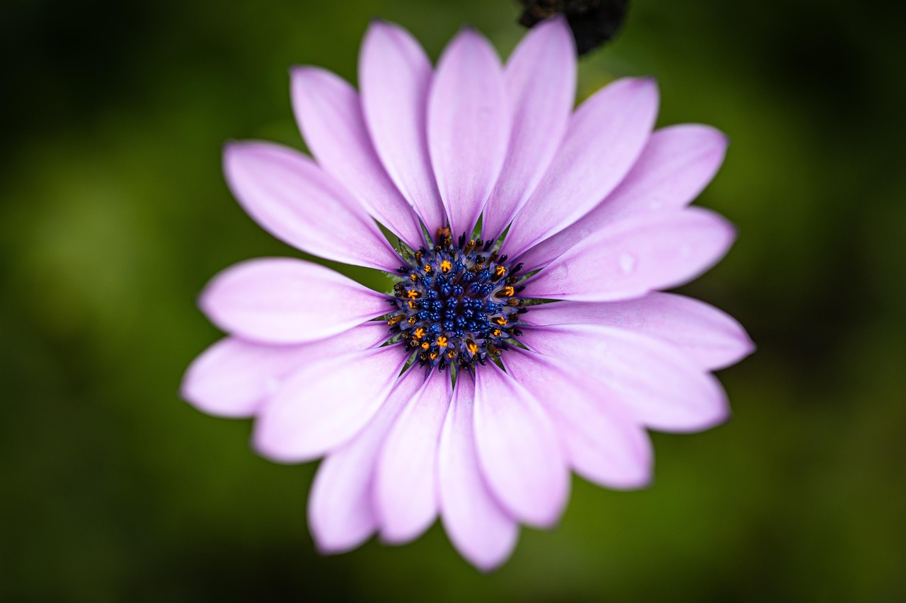 Macro Flower Raindrops - Free photo on Pixabay - Pixabay