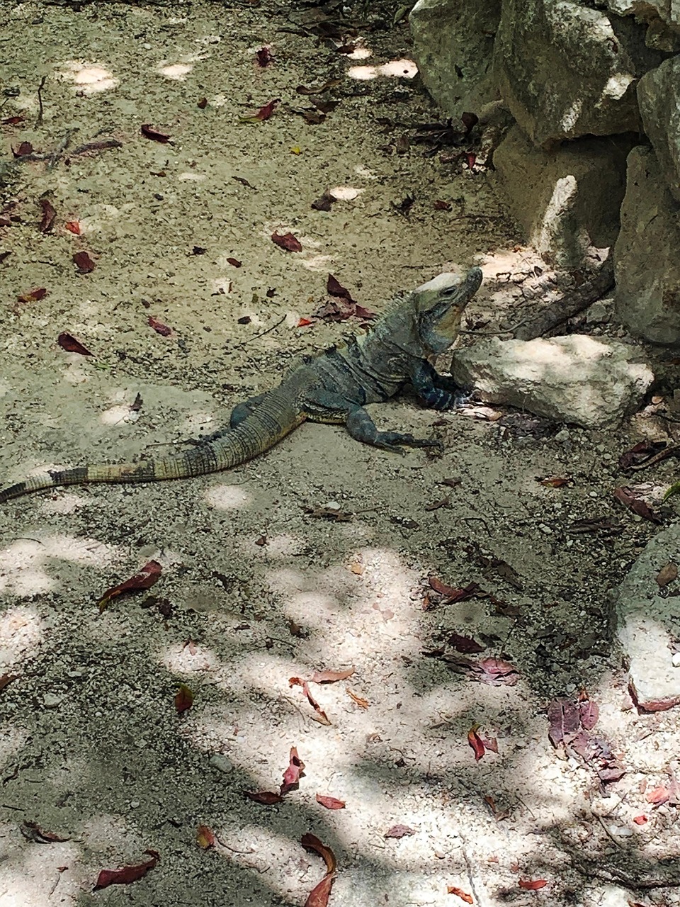 Iguane À Queue Mexique Animal De - Photo gratuite sur Pixabay - Pixabay