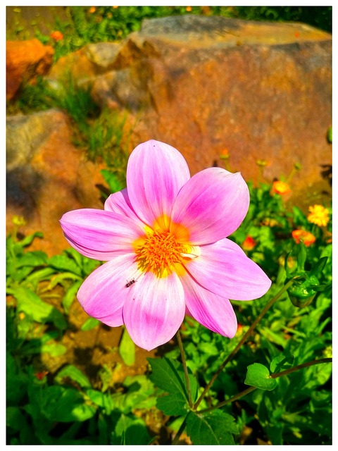 Pink Flower Garden - Free photo on Pixabay - Pixabay