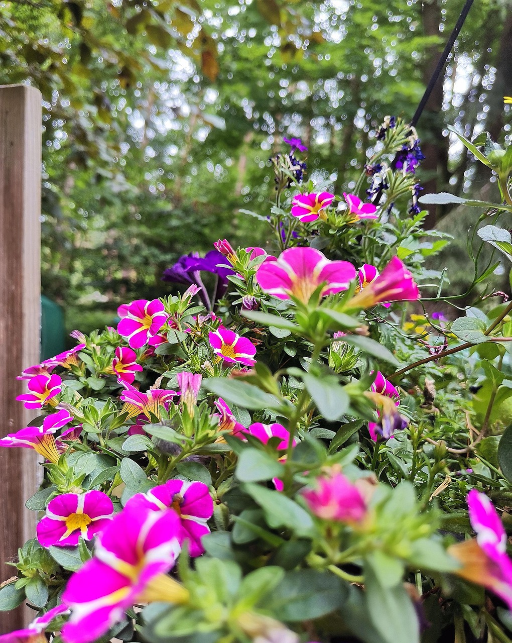 Flowers Color Mixed Free Photo On Pixabay Pixabay Flowers Color Mixed Free Photo On Pixabay Pixabay