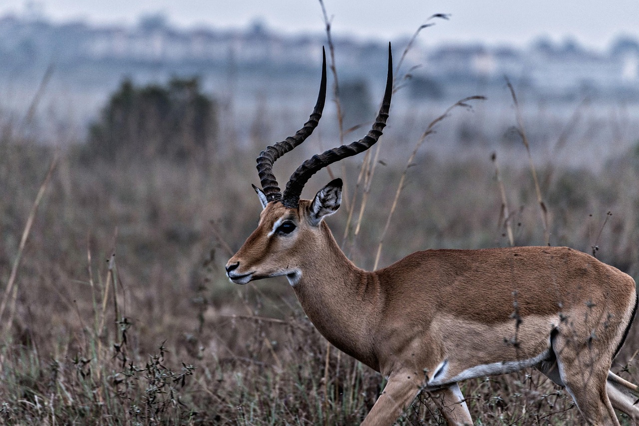 Animal Animais Selvagens Amavam - Foto gratuita no Pixabay - Pixabay