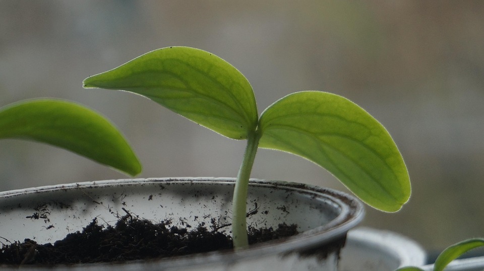 Mini Pepino - Foto gratis en Pixabay - Pixabay