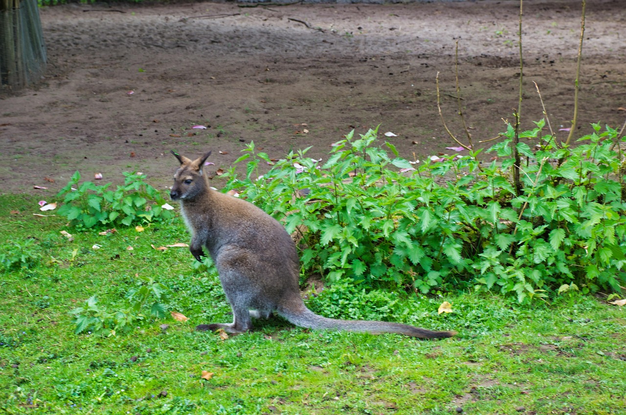 Känguru Zoo - Kostenloses Foto auf Pixabay - Pixabay
