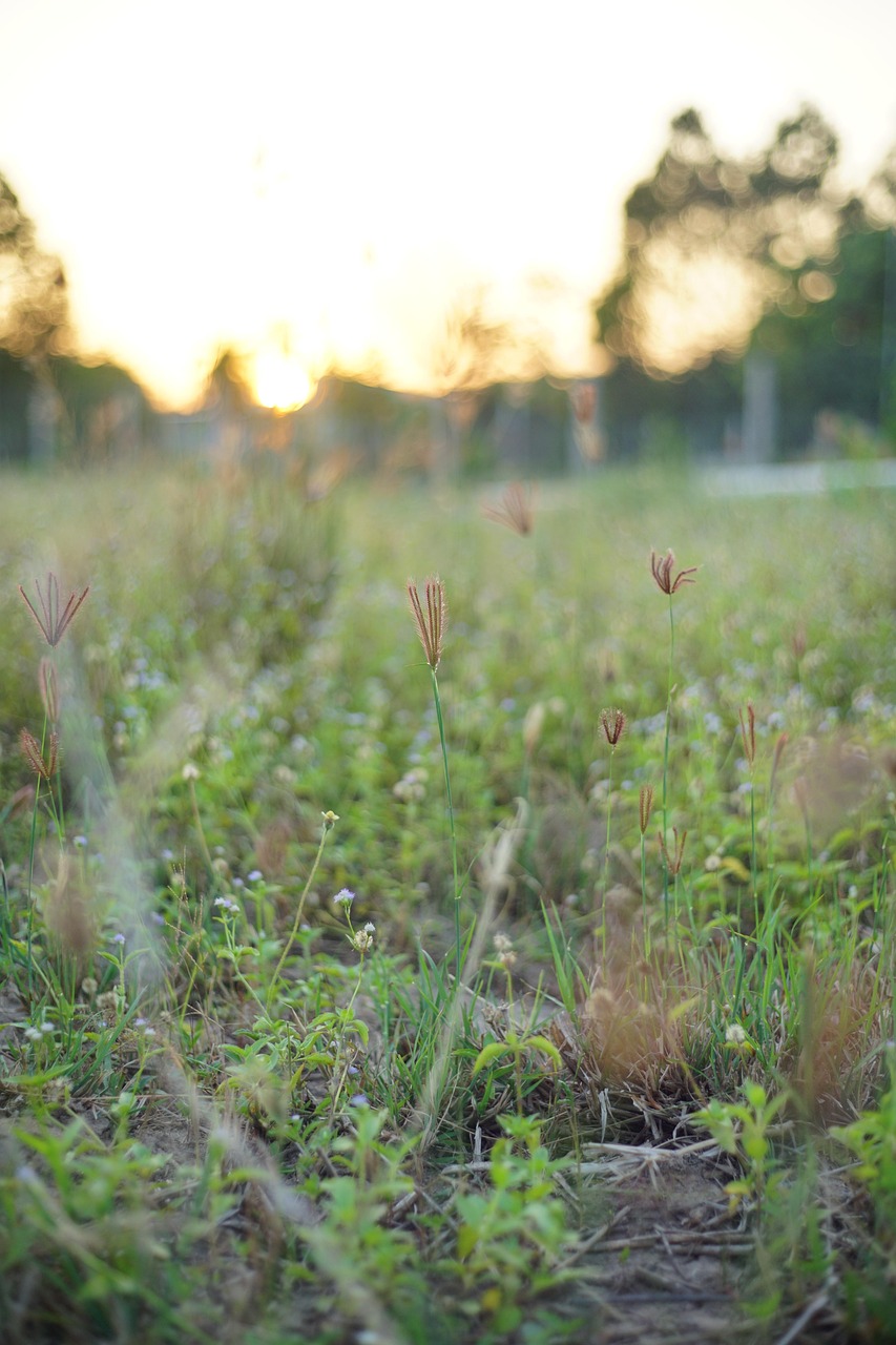 Rumput Sore Yang Cerah Matahari - Foto gratis di Pixabay - Pixabay