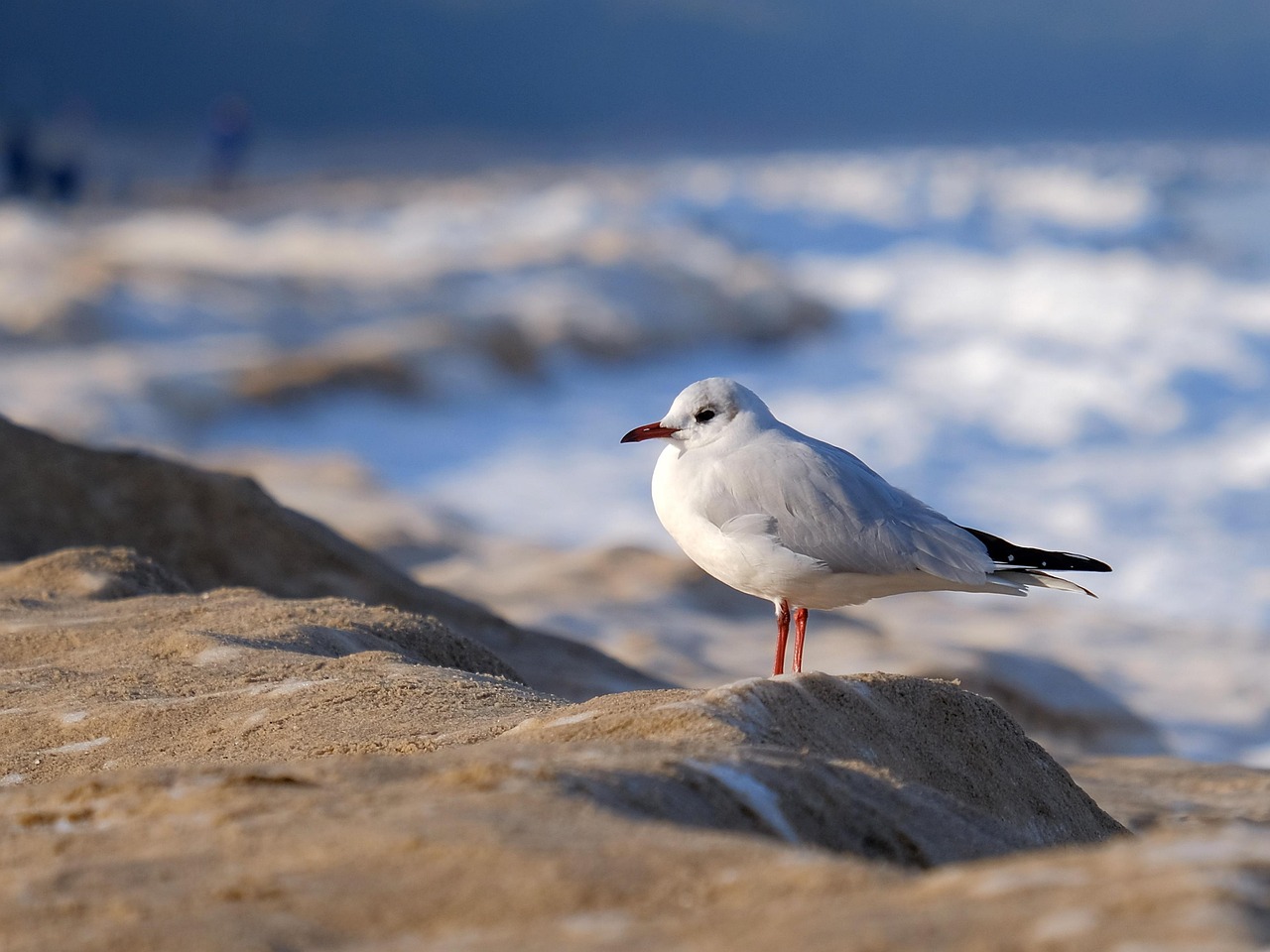 Mouette Bird - Photo gratuite sur Pixabay - Pixabay