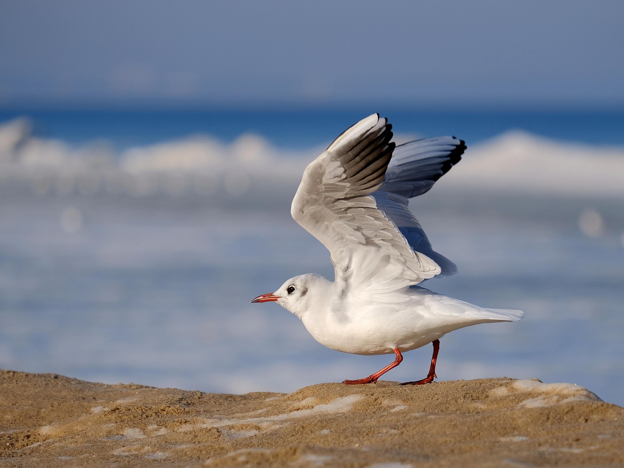 Seagull Bird - Free photo on Pixabay - Pixabay