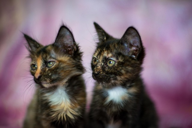 Gatitos Color Carey Camuflaje - Foto gratis en Pixabay - Pixabay