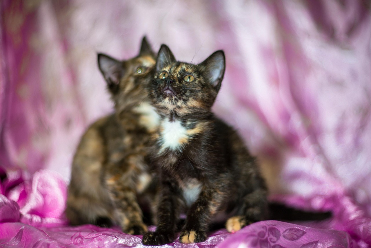 Gatitos Color Carey Camuflaje - Foto gratis en Pixabay - Pixabay