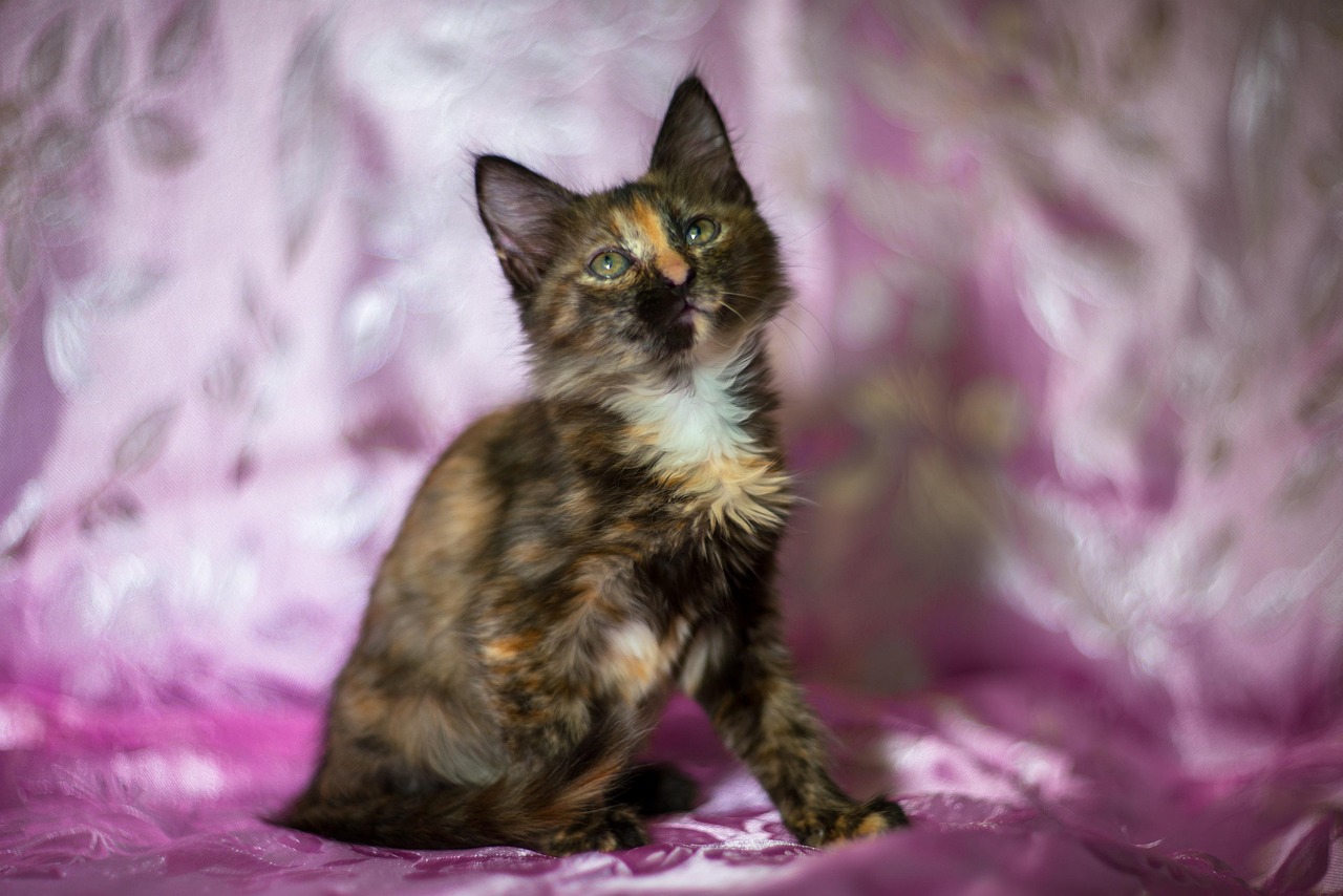 Kätzchen Schildpatt-Katze Torties - Kostenloses Foto auf Pixabay - Pixabay
