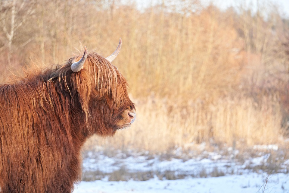 Schottisches Hochlandrind Rind Kuh - Kostenloses Foto auf Pixabay