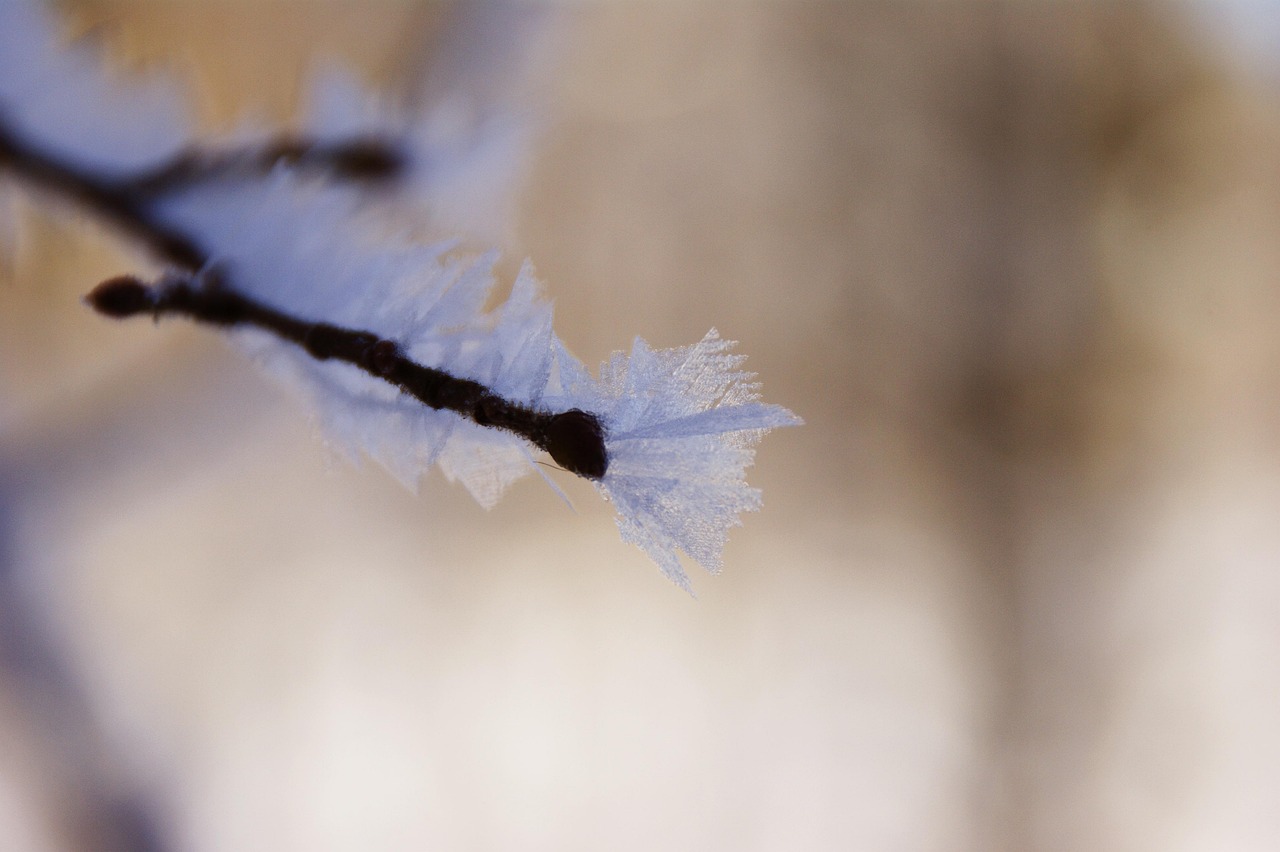 Hiver Cristaux De Glace - Photo gratuite sur Pixabay - Pixabay