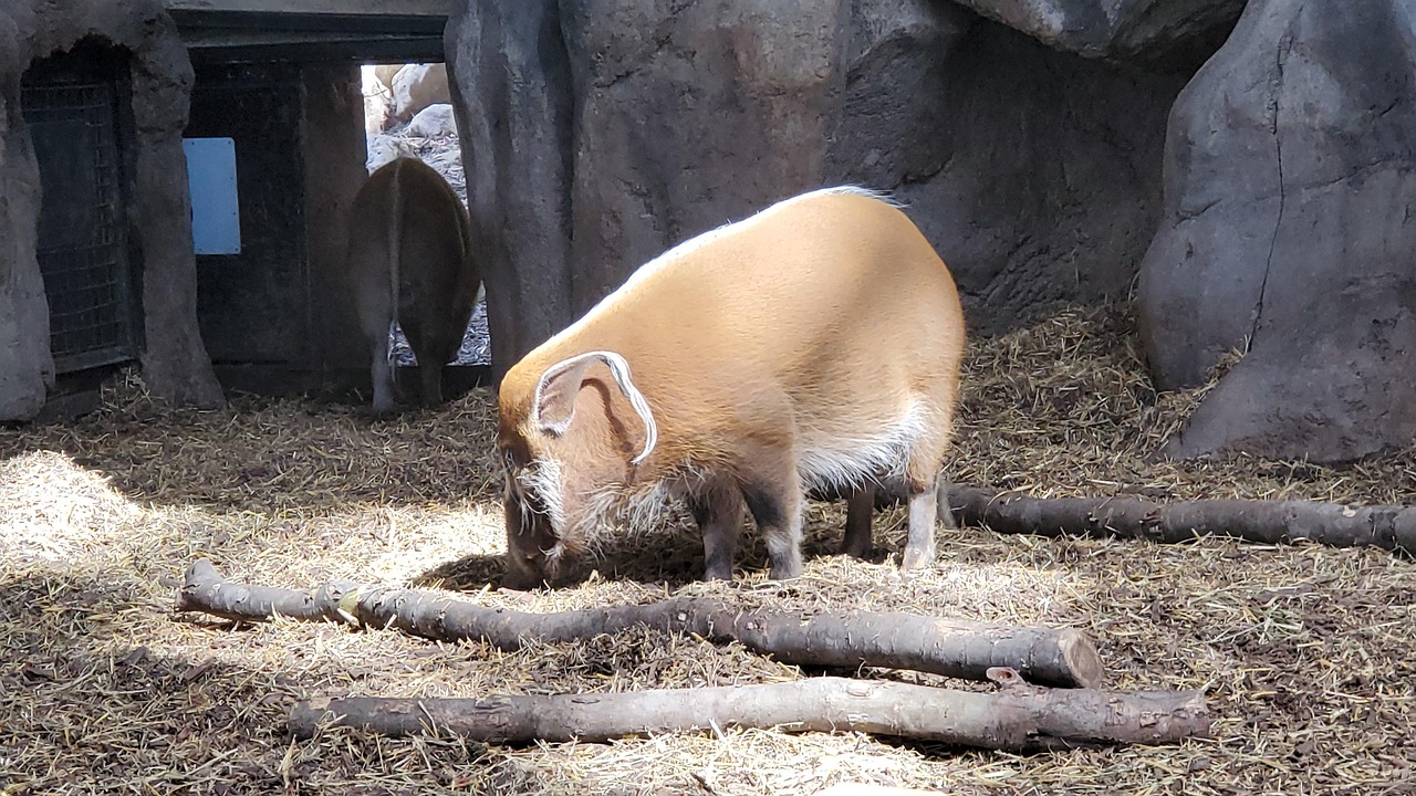 10+ Free Red River Hog & Pig Images - Pixabay