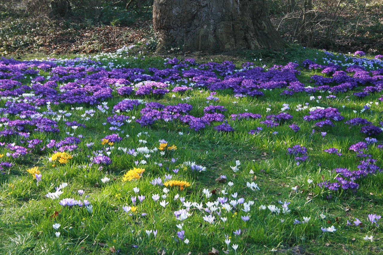 Crocus Prairie Fleurie Le - Photo gratuite sur Pixabay - Pixabay