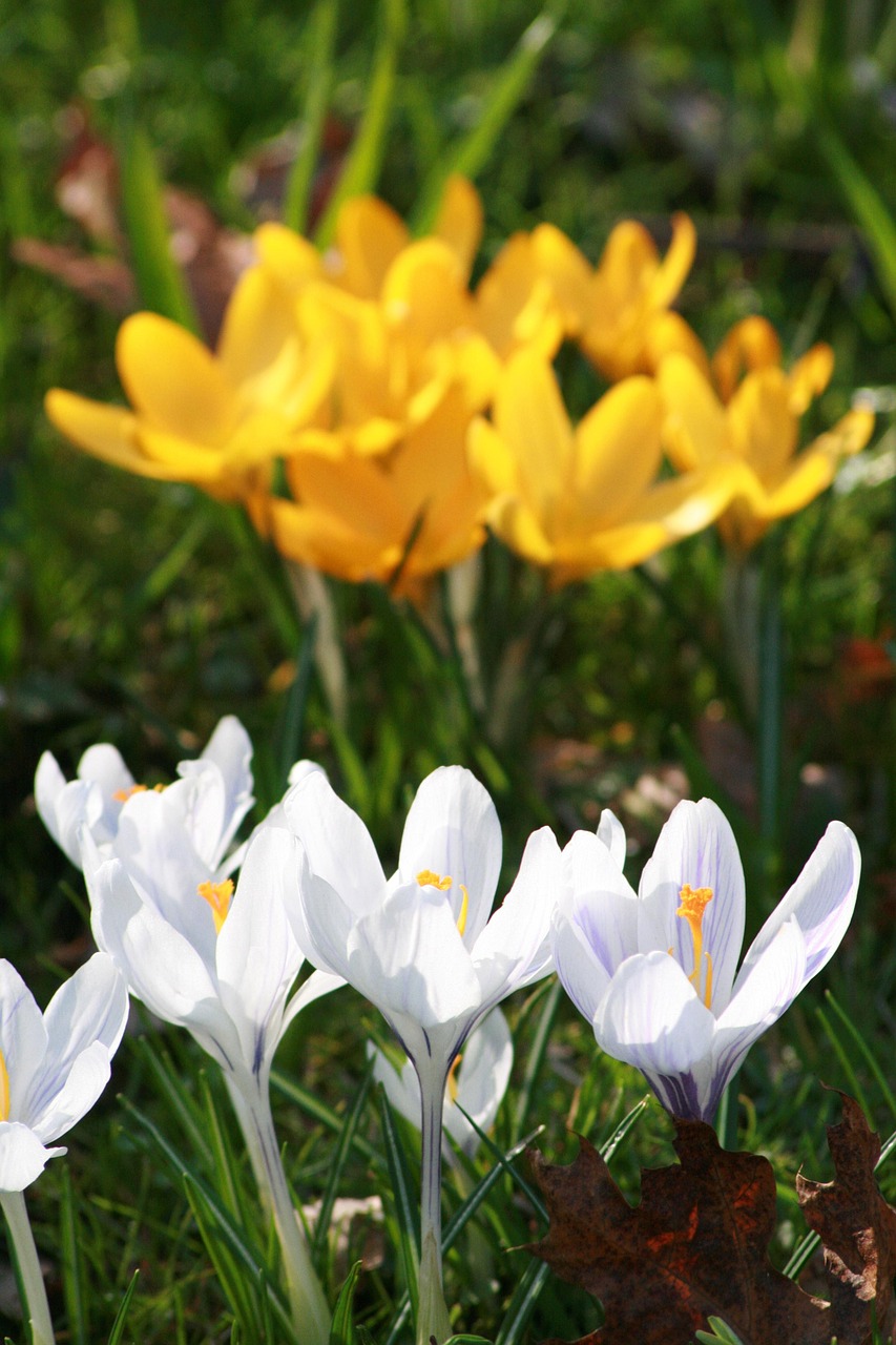 Crocus Le Printemps Jaune - Photo gratuite sur Pixabay - Pixabay
