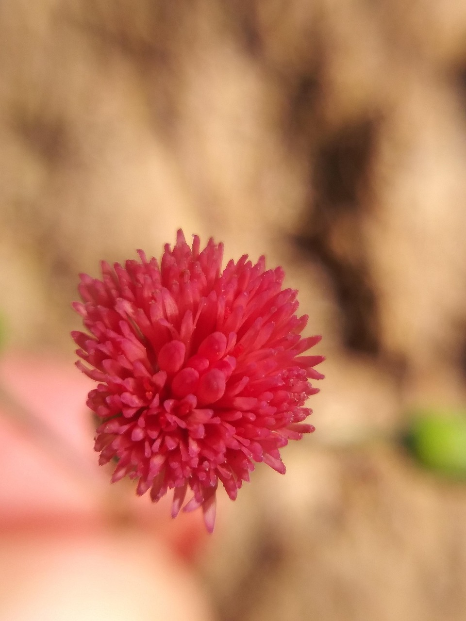 Flower Flor Planta Free Photo On Pixabay Pixabay flower-flor-planta-free-photo-on-pixabay-pixabay