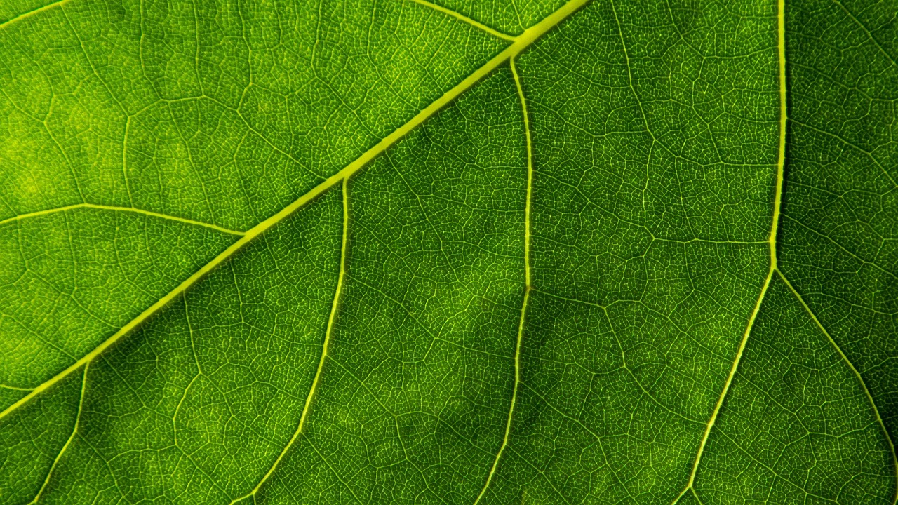 Texture Feuille Vert - Photo gratuite sur Pixabay - Pixabay
