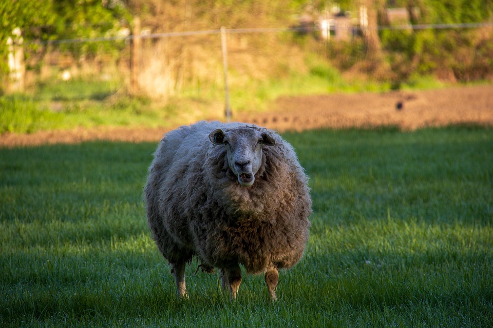 Le Mouton Prairie Cultiver - Photo gratuite sur Pixabay - Pixabay