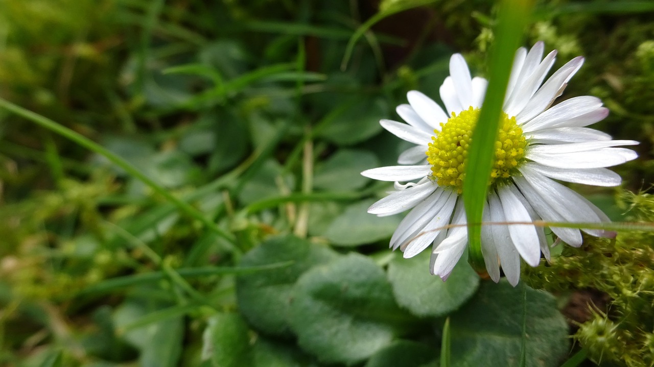Bunga Rumput Alam Musim - Foto gratis di Pixabay - Pixabay