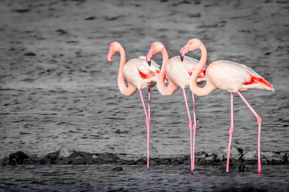 Pink Flemish Burung - Foto gratis di Pixabay