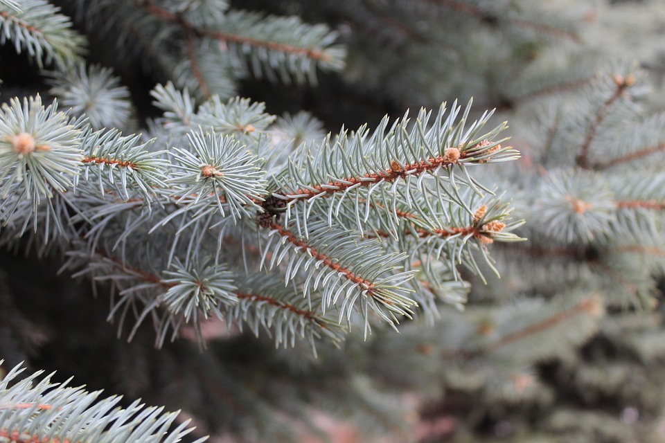 Branch Pijnboom Spar - Gratis foto op Pixabay - Pixabay