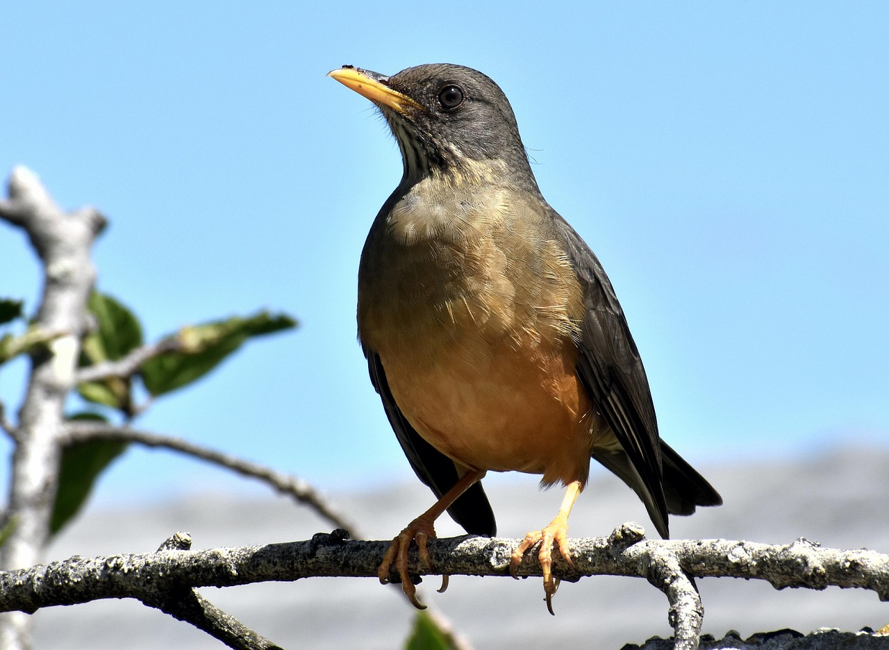 Pájaro Bird Song Aviar De Oliva - Foto gratis en Pixabay - Pixabay