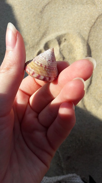Coquille Main Bord De Mer - Photo gratuite sur Pixabay - Pixabay