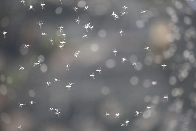 Insects Mosquitoes Flying - Free photo on Pixabay - Pixabay
