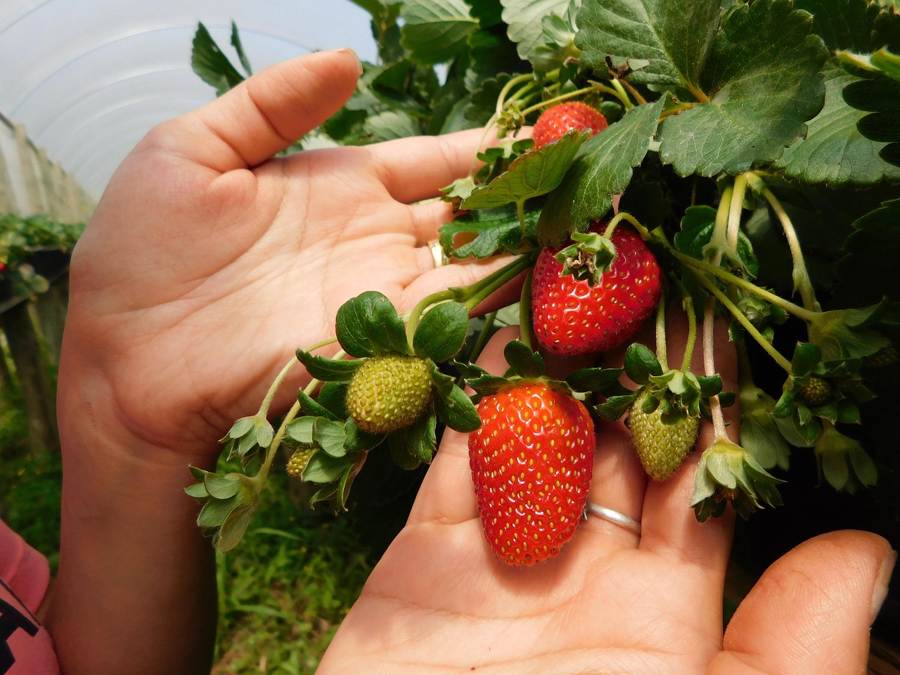 Fraise Plantation De Fraises - Photo gratuite sur Pixabay - Pixabay