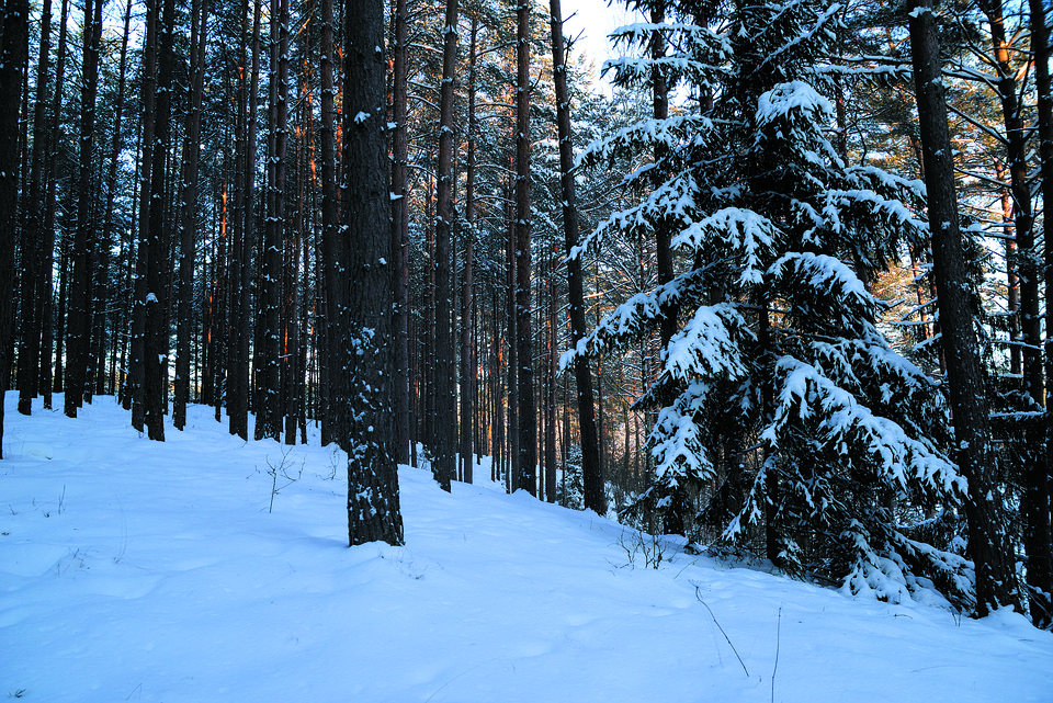 Wald Winter Variable - Kostenloses Foto auf Pixabay - Pixabay