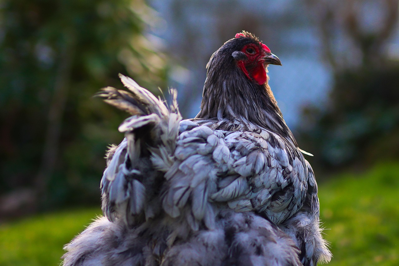 Ayam Potret Induk - Foto gratis di Pixabay - Pixabay