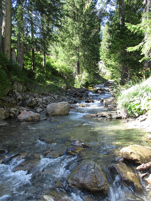 Cascade Forest - Free photo on Pixabay - Pixabay