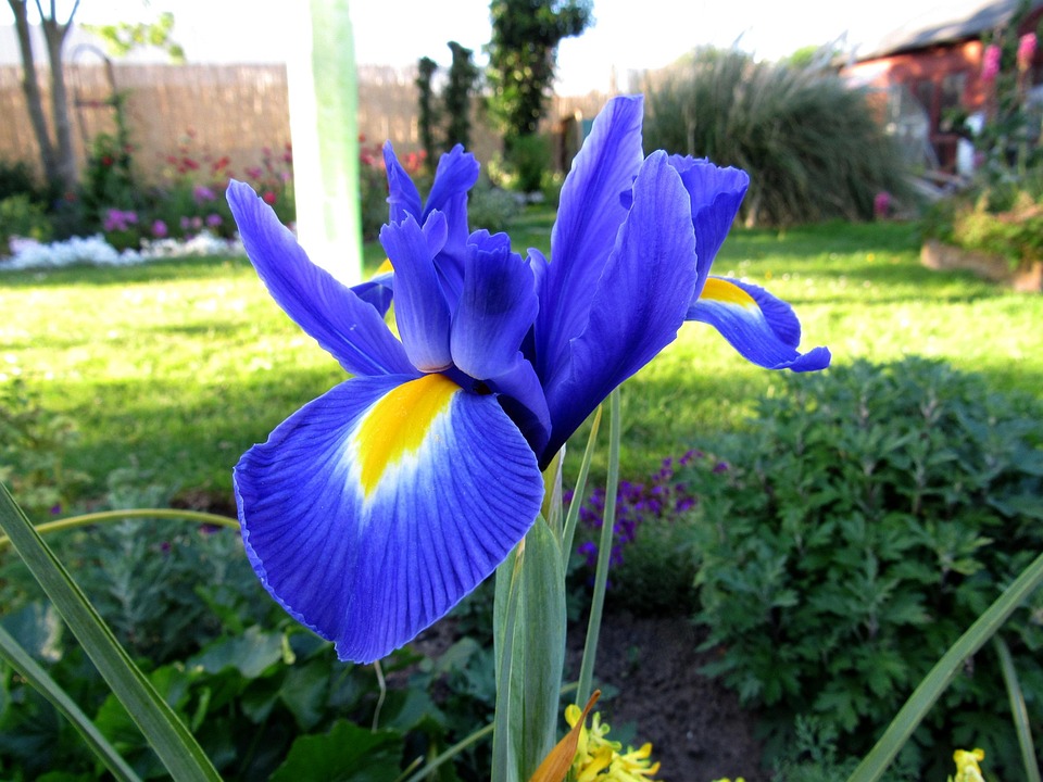 Iris Blüte Blume - Kostenloses Foto auf Pixabay - Pixabay