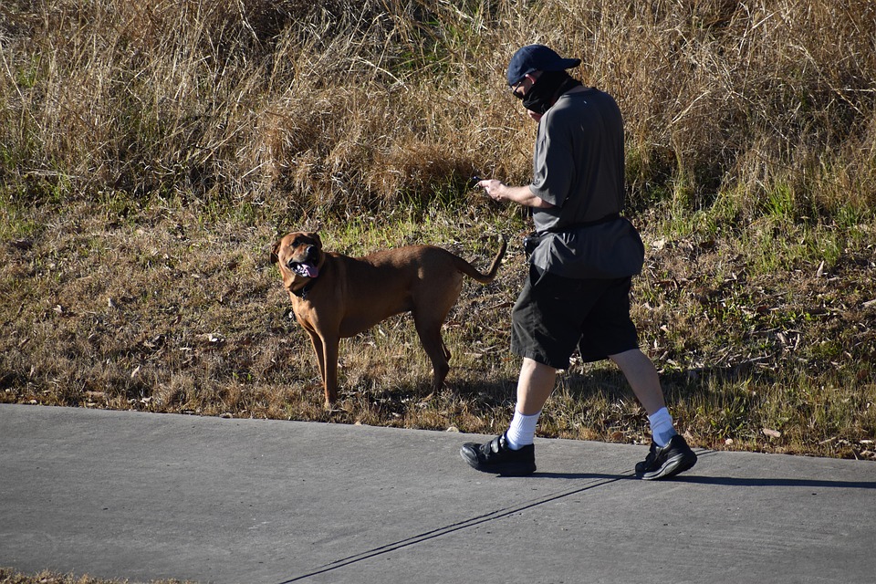 Para Caminar Perro Ejercicio - Foto gratis en Pixabay