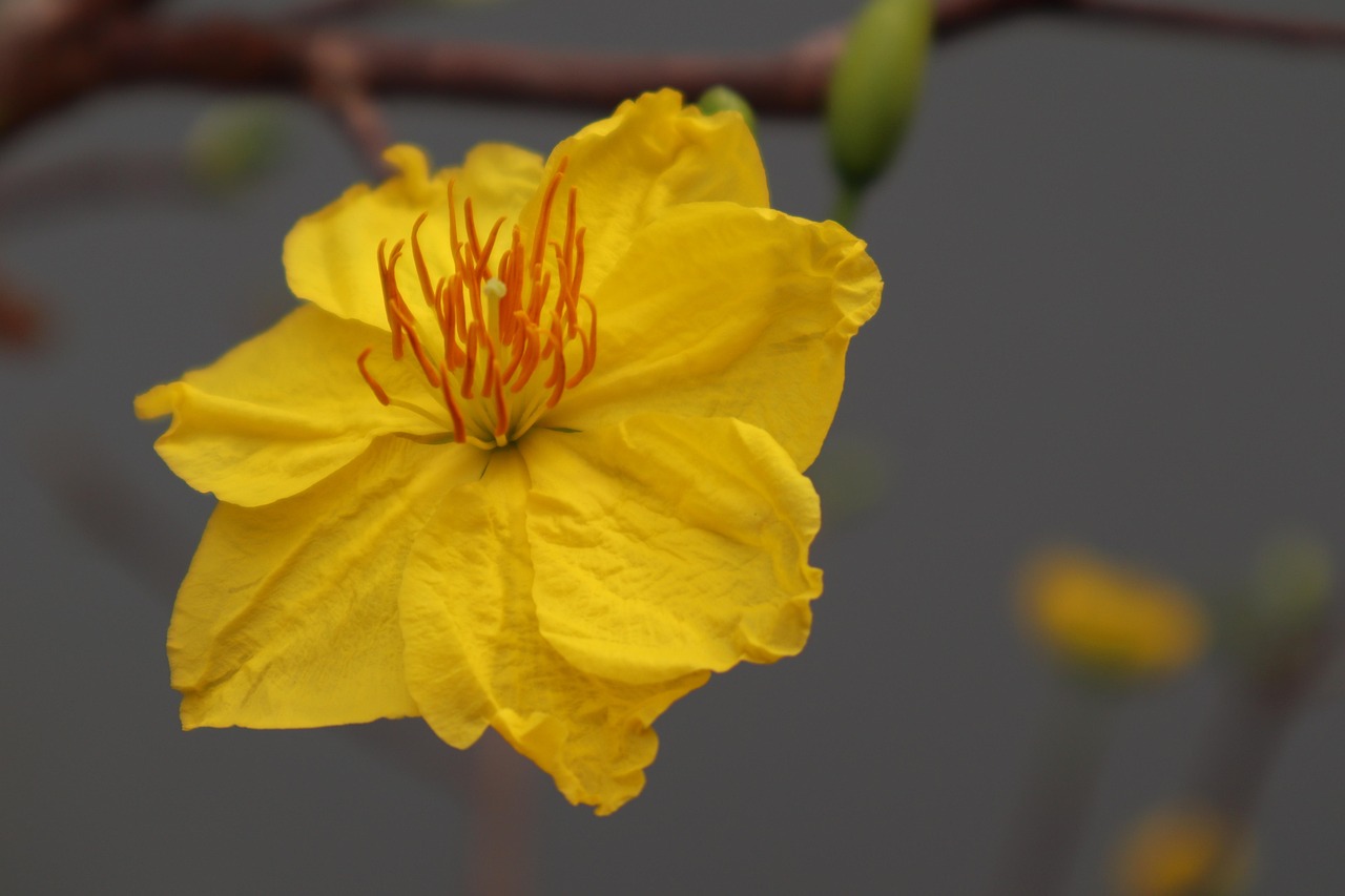 Bunga Aprikot Vietnam Pohon - Foto gratis di Pixabay - Pixabay