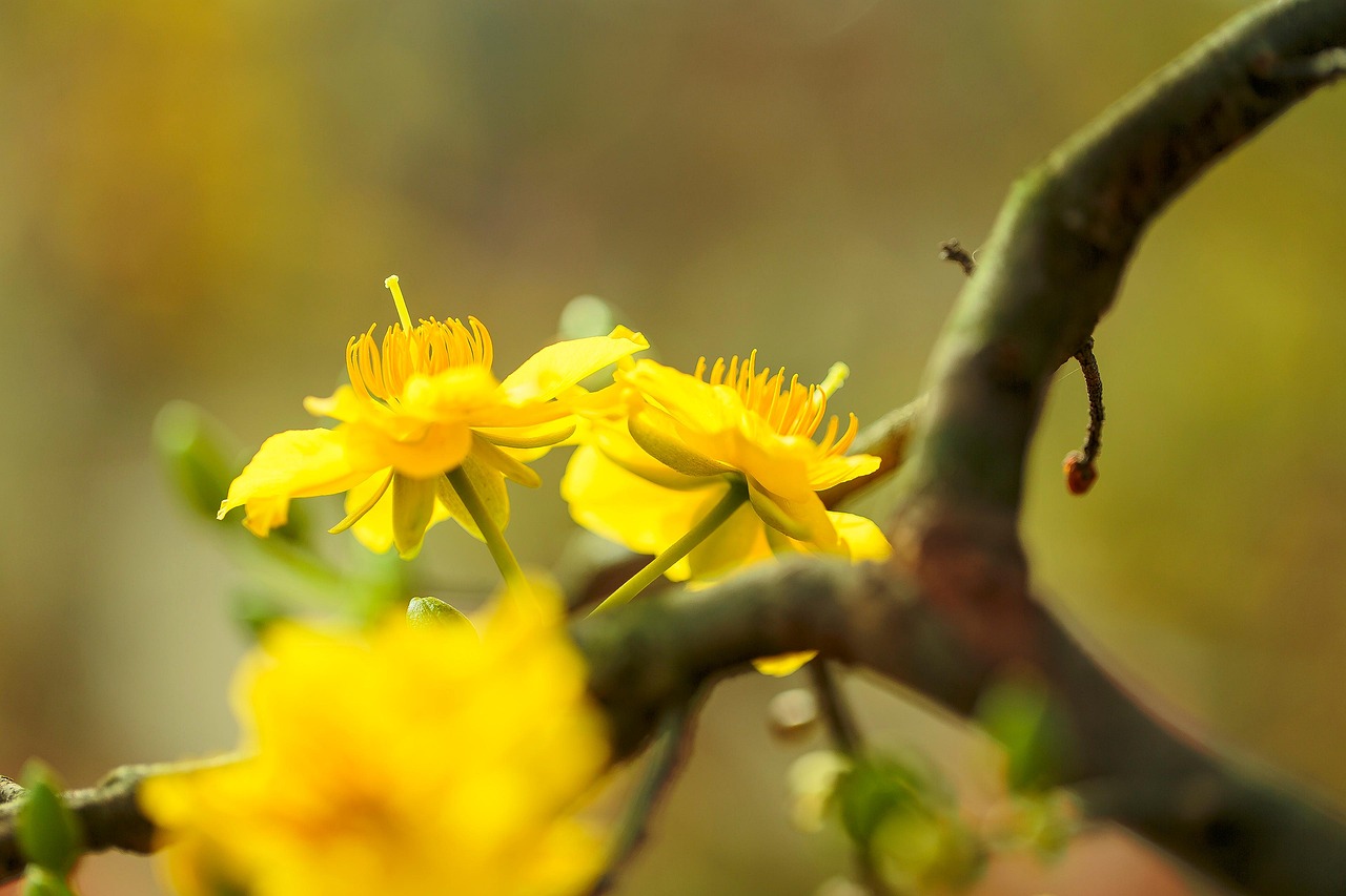 Aprikot Bunga Warna Kuning Kelopak - Foto gratis di Pixabay - Pixabay